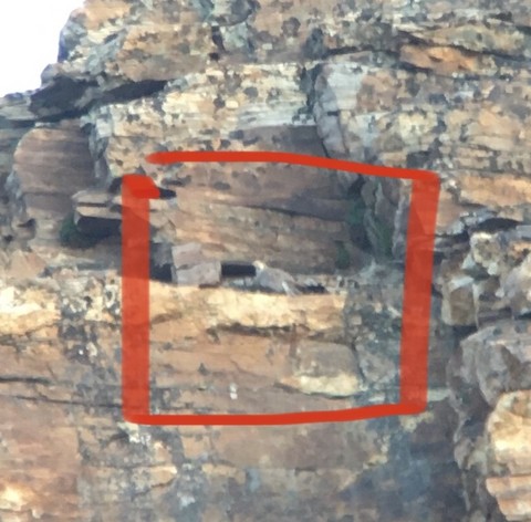 #792….HIMALAYAN SNOWCOCK (Nevada) | birdtalesblog