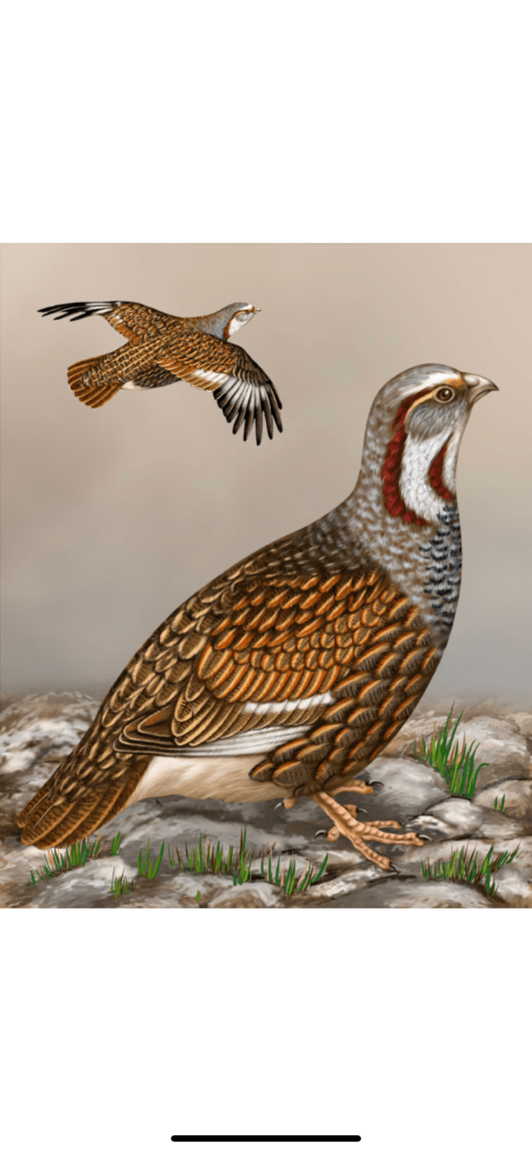 #792….HIMALAYAN SNOWCOCK (Nevada) | birdtalesblog