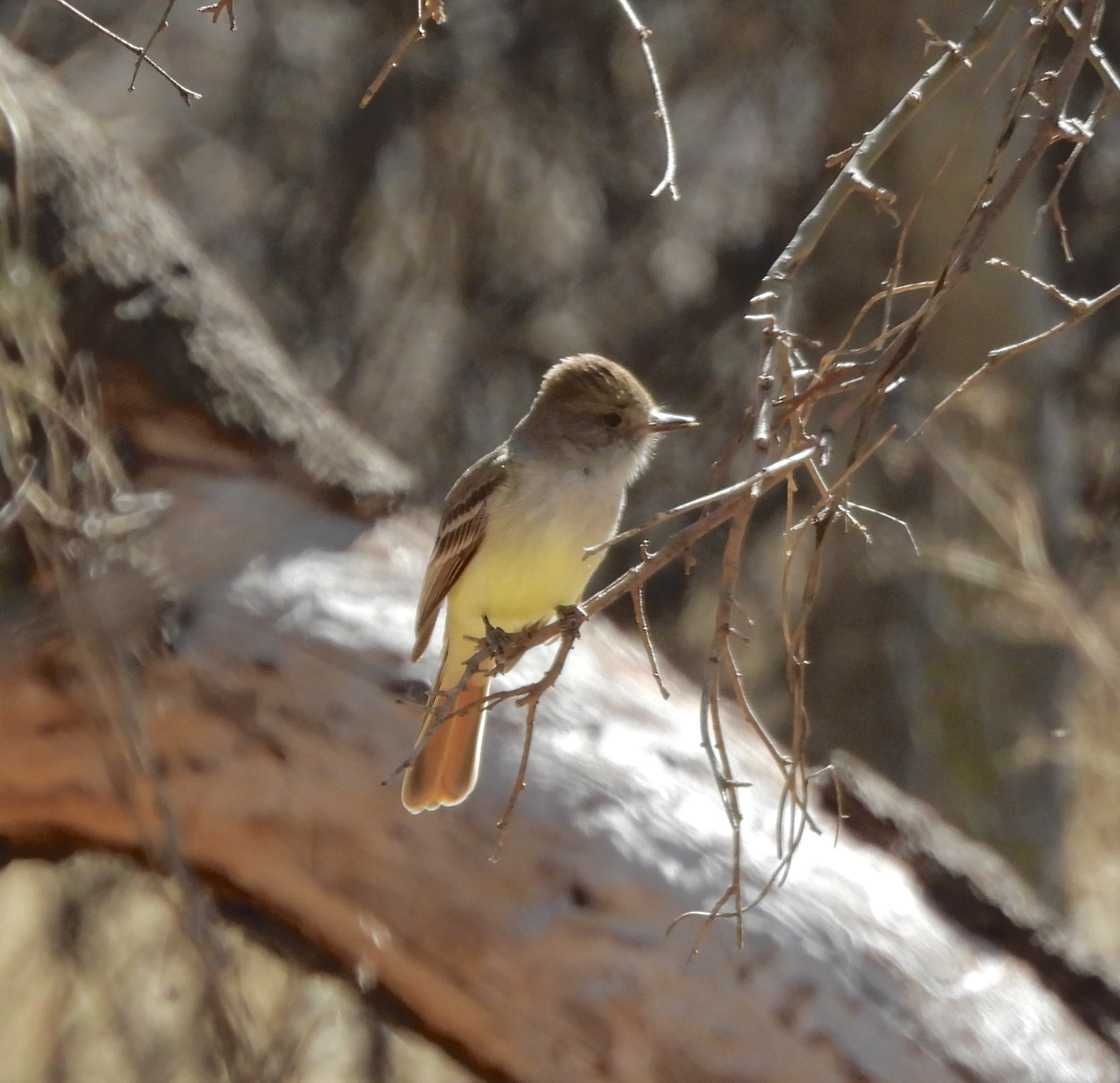 NUTTING’S FLYCATCHER (SE Arizona) | birdtalesblog